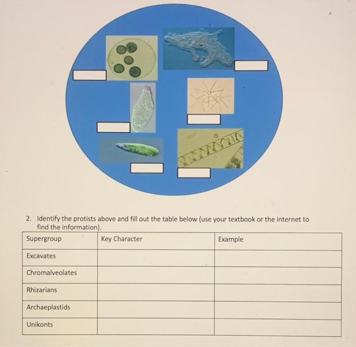 Solved QUANTO 2. Identify the protists above and fill out | Chegg.com