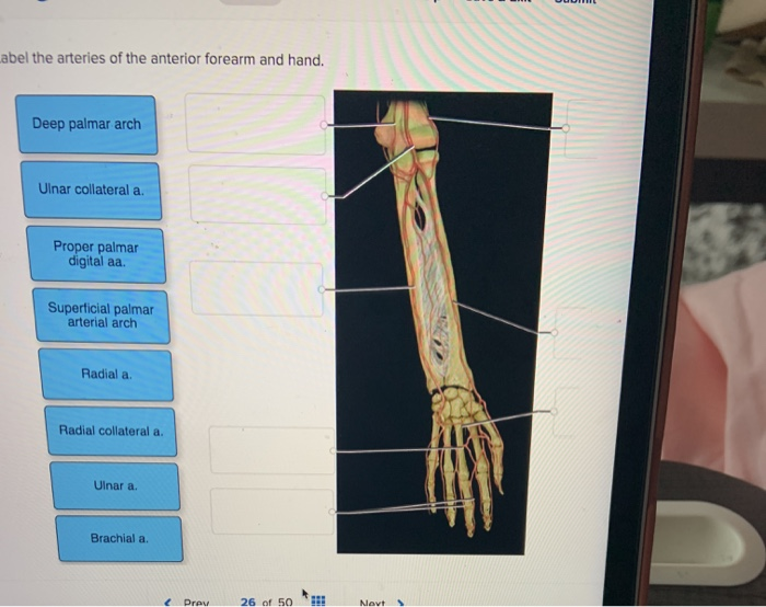 Solved Label the arteries of the anterior forearm and hand. | Chegg.com