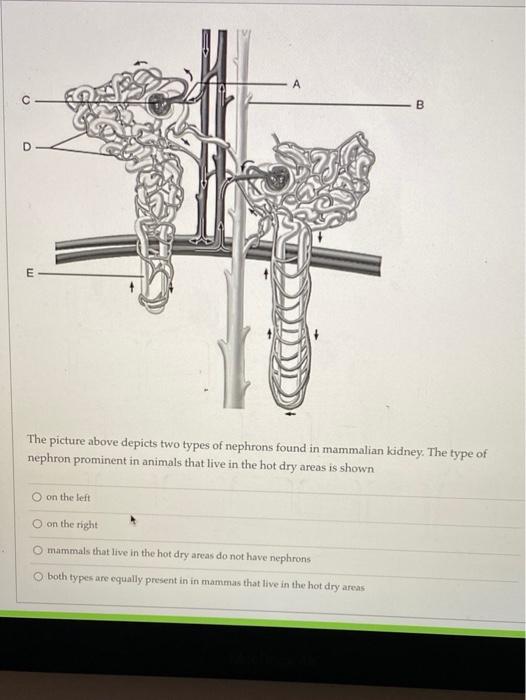Solved C B D E The picture above depicts two types of | Chegg.com