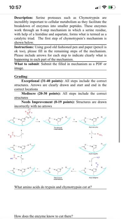 Solved Description: Serine proteases such as Chymotrypsin | Chegg.com
