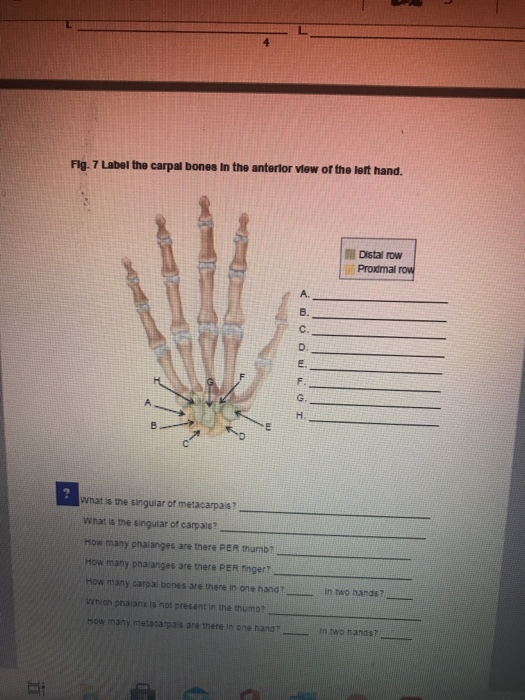 Solved [Ab X Sign PART B Bones in the Forearm Figure 2 | Chegg.com