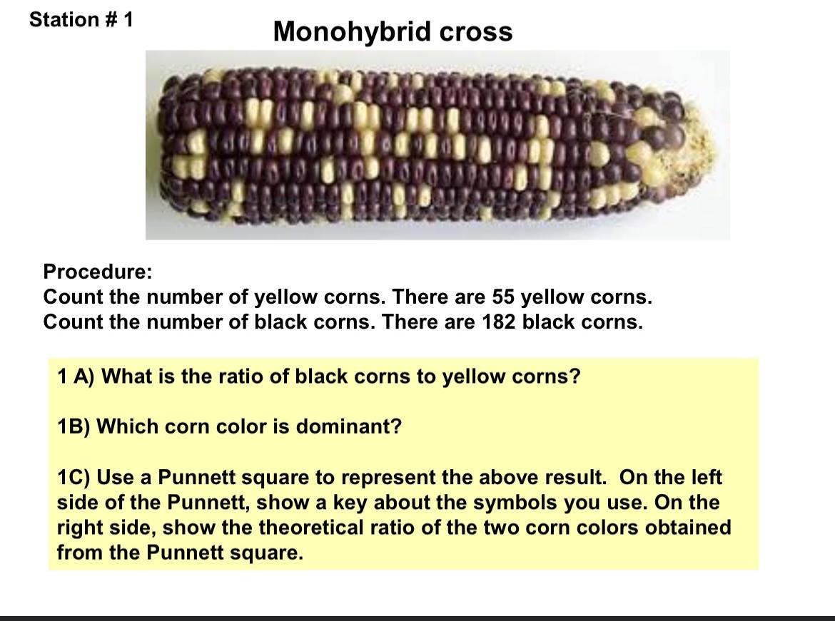 Solved Station # 1Monohybrid crossProcedure:Count the number | Chegg.com
