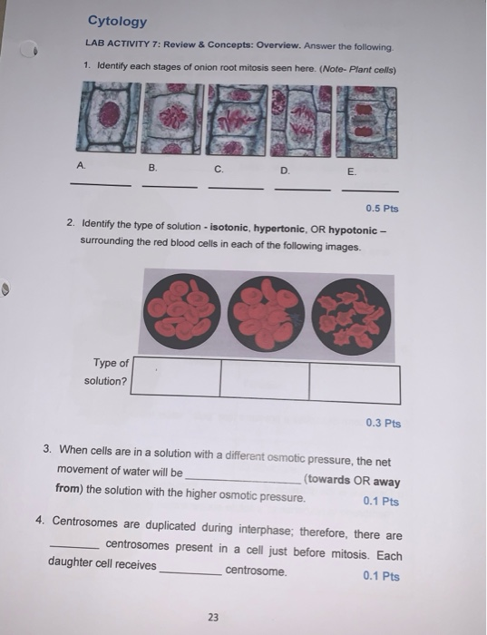 Cytology LAB ACTIVITY 5: Stages of Mitosis. Answer | Chegg.com