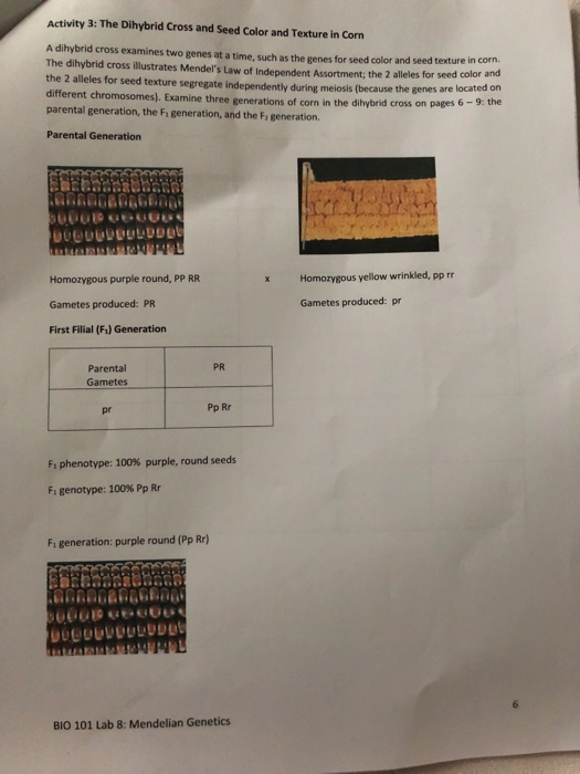 Solved Activity 3: The Dihybrid Cross and Seed Color and | Chegg.com