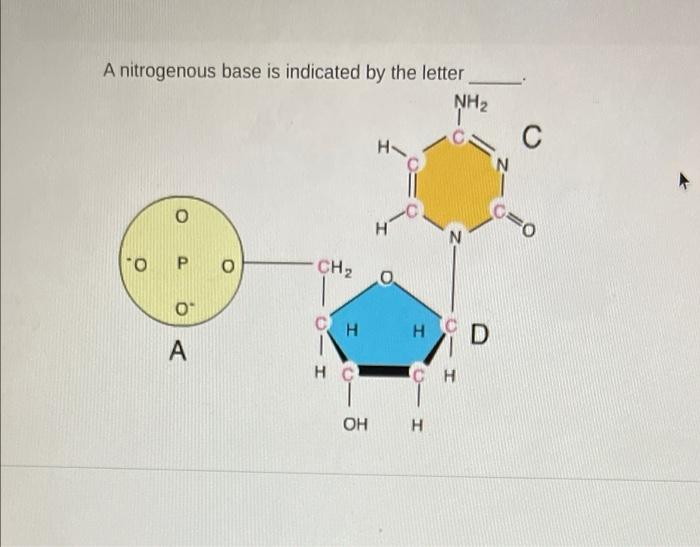 Solved A nitrogenous base is indicated by the letter NH₂ O P | Chegg.com