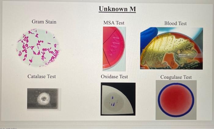 Solved Unknown G Gram Stain MSA Test Blood Test Catalase | Chegg.com