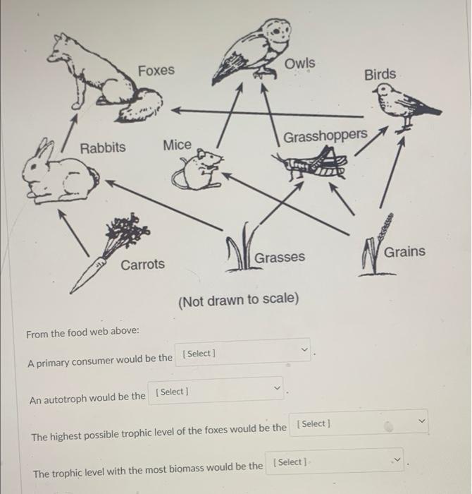 Solved Owls Foxes Birds Grasshoppers Rabbits Mice Grasses | Chegg.com
