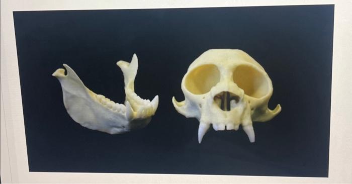 Solved which of yhe following specimens have post-orbital | Chegg.com