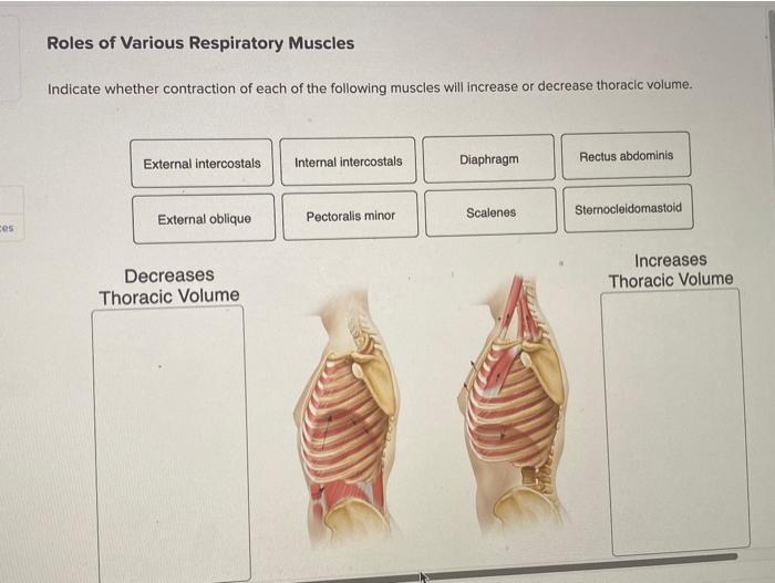 Solved Roles of Various Respiratory Muscles Indicate whether | Chegg.com