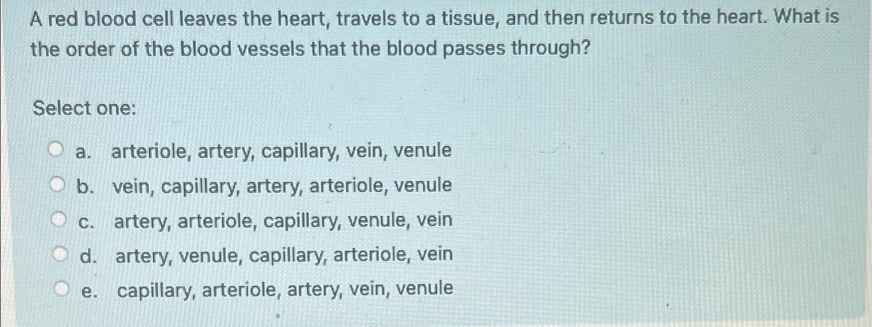 Solved A red blood cell leaves the heart, travels to a | Chegg.com