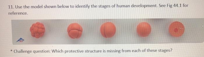 Solved 11. Use the model shown below to identify the stages | Chegg.com