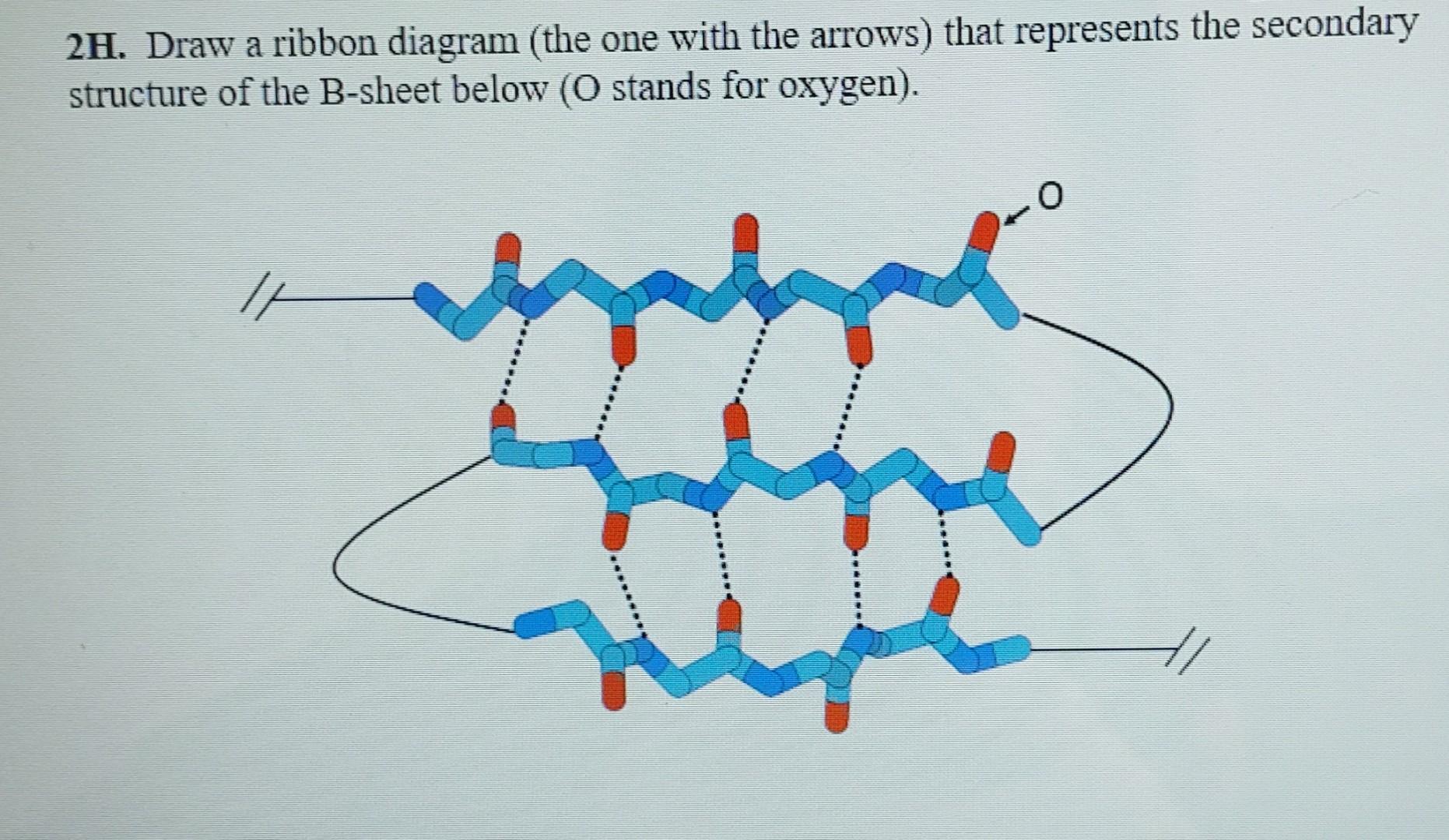 Ribbon Diagrams Show Secondary Structures And Appear Less De