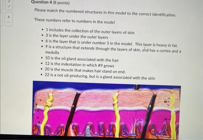 Solved Please match the numbered structures in this model to | Chegg.com