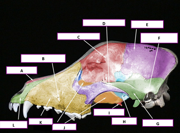 Solved The following are major bones and landmarks in the | Chegg.com