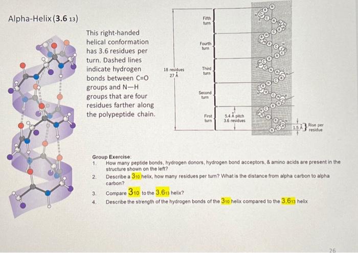 Solved Alpha-Helix (3.6 13) This right-handed helical | Chegg.com