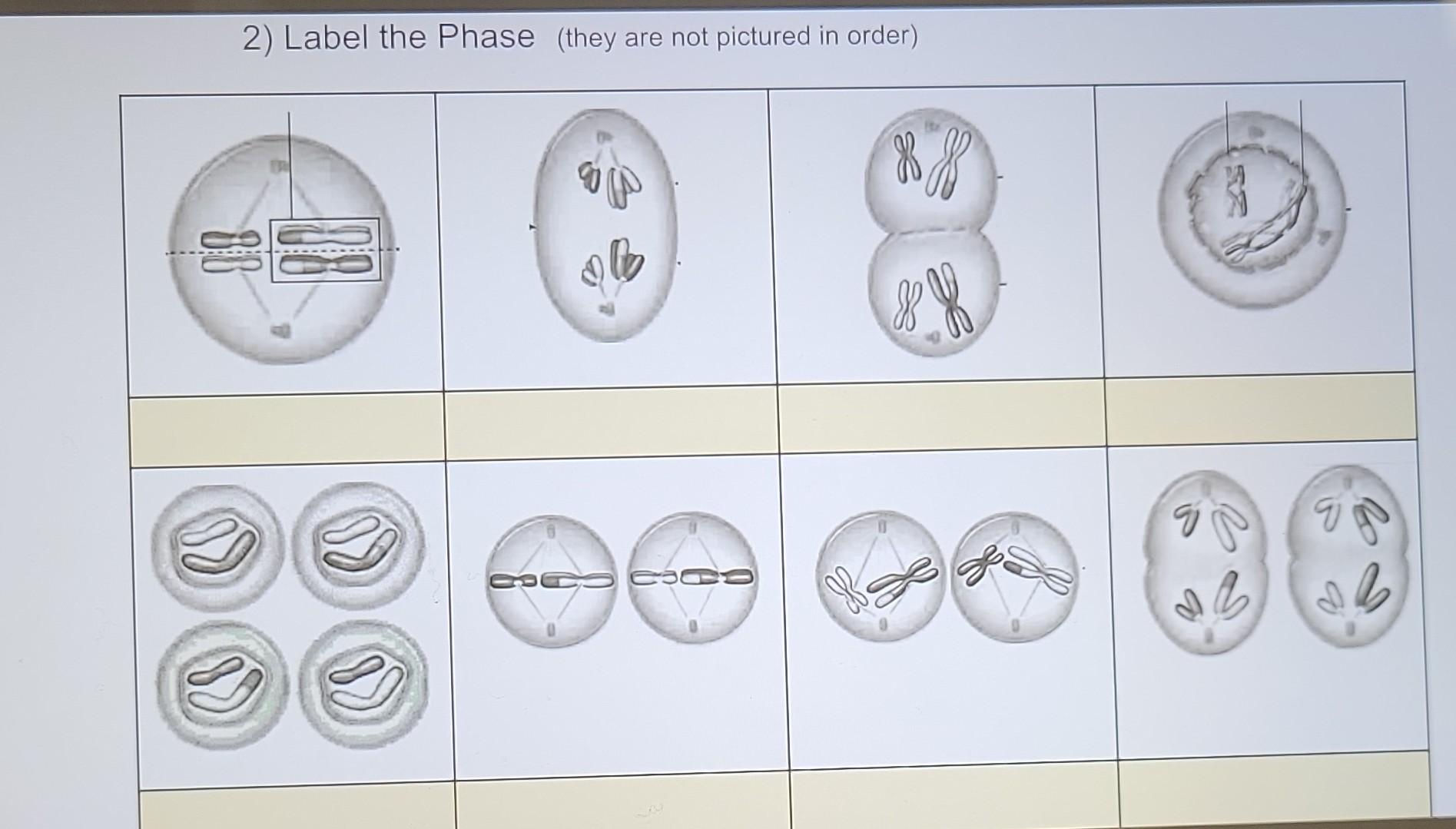 Solved 2) Label the Phase (they are not pictured in order) | Chegg.com