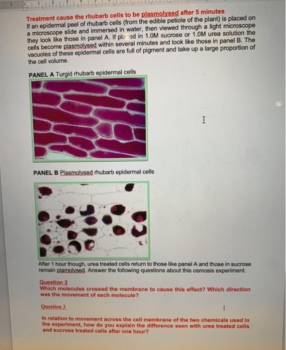 Solved Treatment cause the rhubarb cells to be plasmolysed | Chegg.com