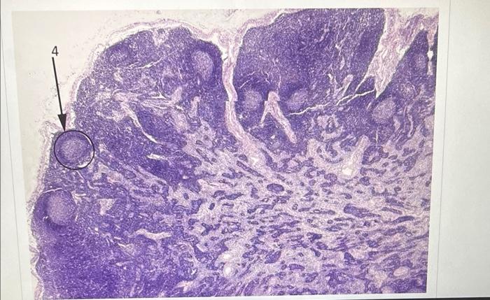 Solved 3. Identify the organ seen in the image above. 4. | Chegg.com