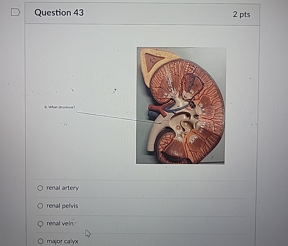 Solved Question 432 ﻿ptsB. ﻿What structure?renal arteryrenal | Chegg.com