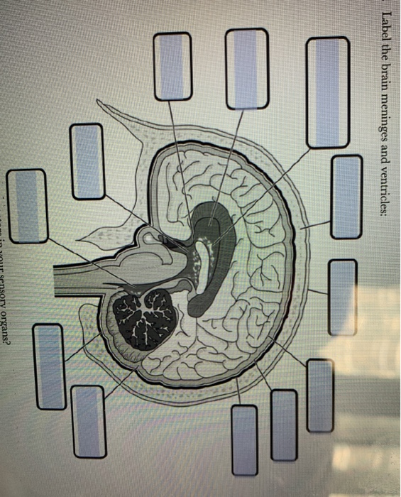 Solved Label the brain meninges and ventricles: organs? 4. | Chegg.com
