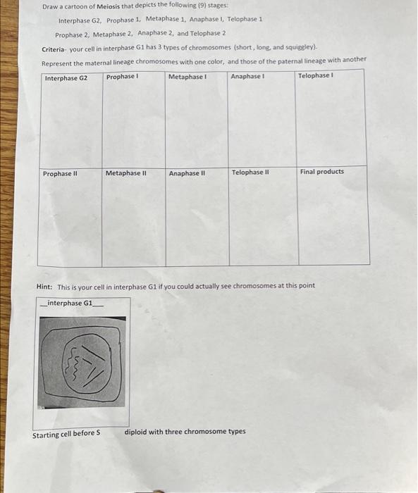 Solved Draw a cartoon of Meiosis that depicts the following | Chegg.com ...