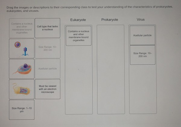 Solved Drag the images or descriptions to their | Chegg.com