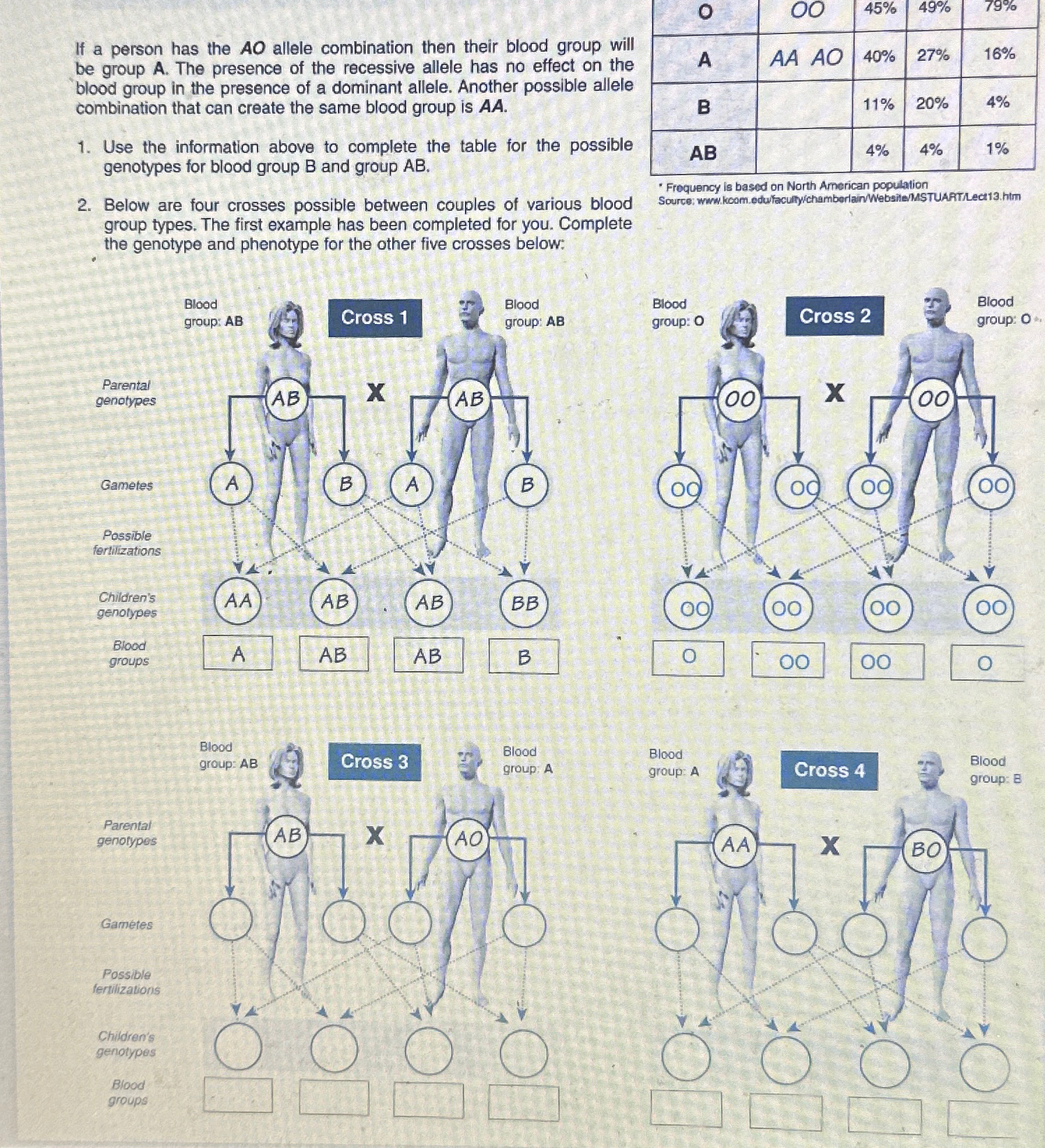 Solved If a person has the AO ﻿allele combination then their | Chegg.com