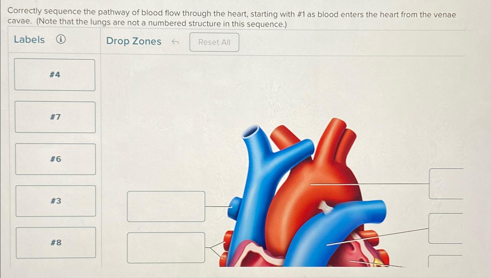 Solved Correctly sequence the pathway of blood flow through | Chegg.com Solved Correctly sequence the pathway of blood flow through | Chegg.com