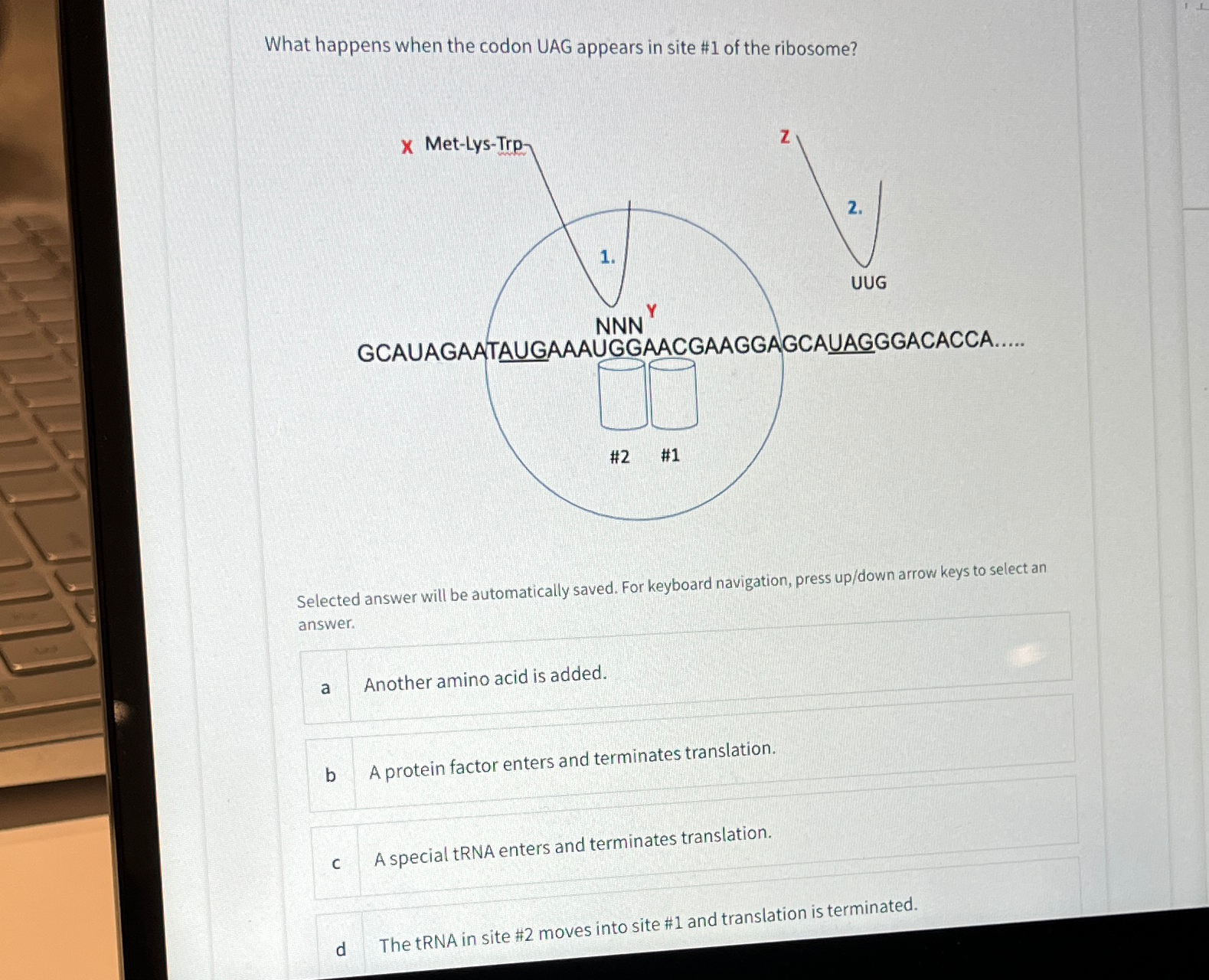 Solved What happens when the codon UAG appears in site #1 | Chegg.com