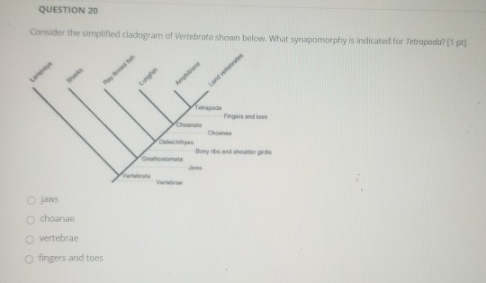 Solved QUESTION 20 Consider the simplified cladogram of | Chegg.com