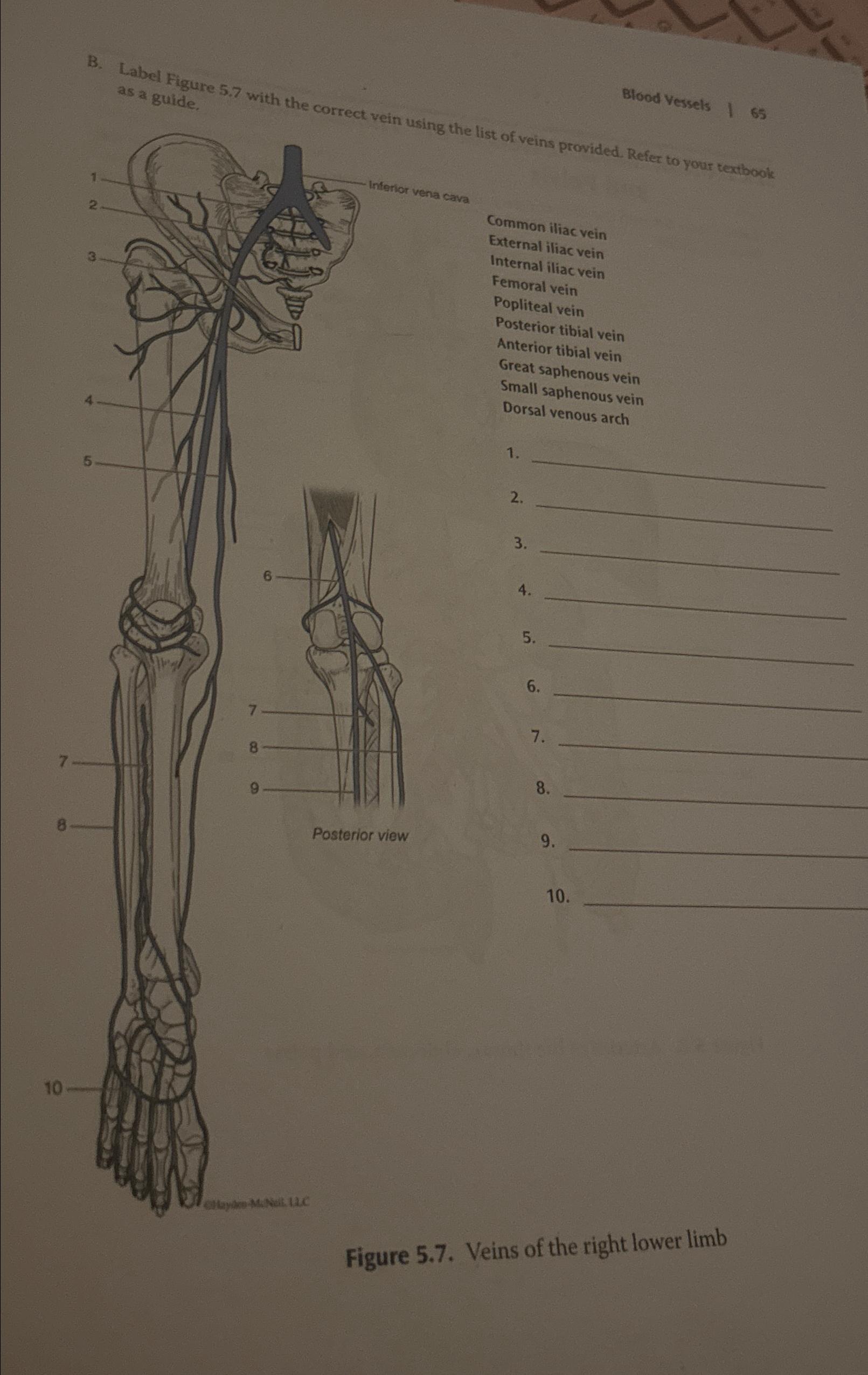 Solved B. ﻿Label Figure 5.7 ﻿with the correct vein using the | Chegg.com