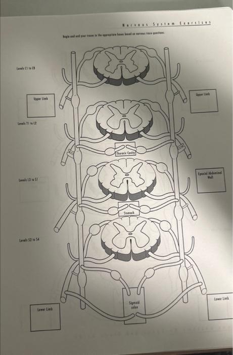 Diagram the following neuron traces on the | Chegg.com