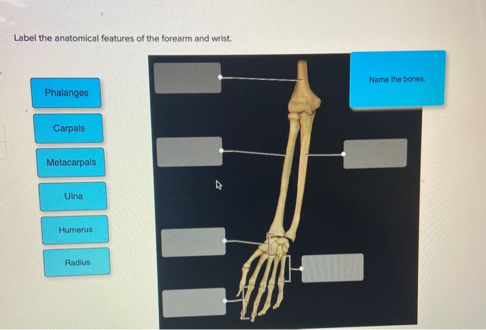 Solved Label the anatomical features of the forearm and | Chegg.com
