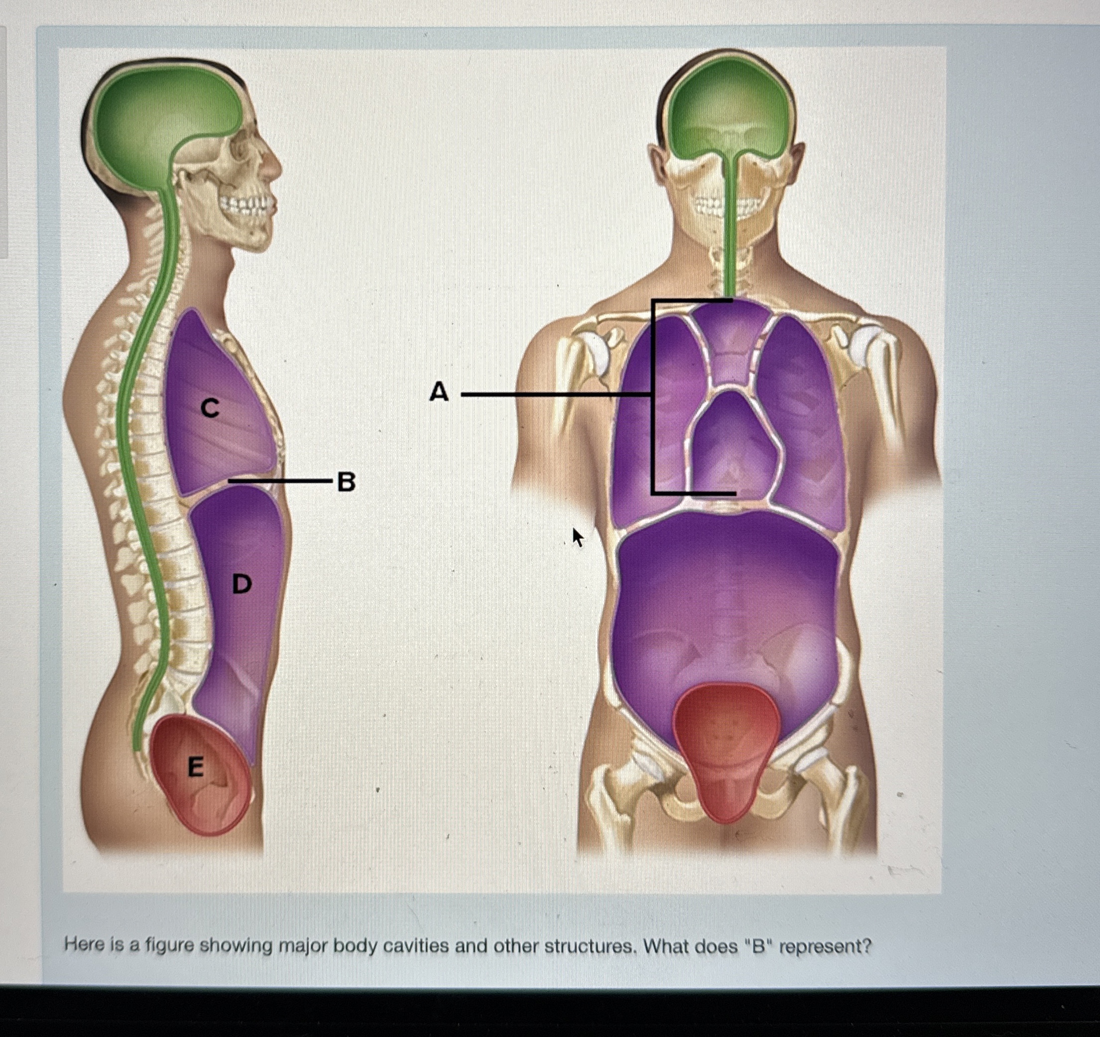 Here is a figure showing major body cavities and | Chegg.com