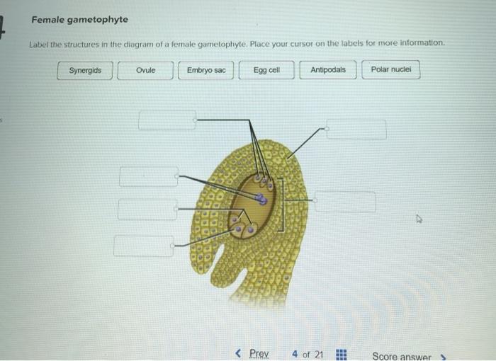 Solved Female gametophyte Label the structures in the | Chegg.com