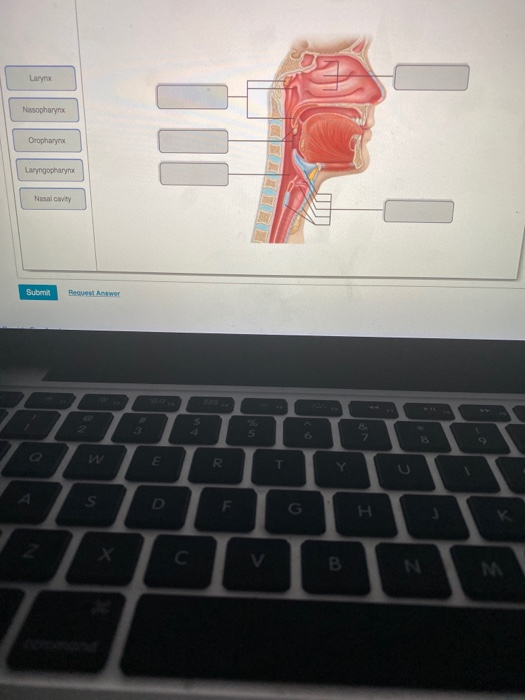 Solved Nasophary Oropharynx Laryngopharynx Submit Request | Chegg.com