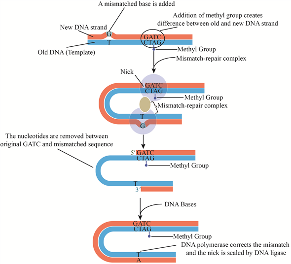Solved: Chapter 18 Problem 14COQ Solution | Genetics: A Conceptual ... Solved: Chapter 18 Problem 14COQ Solution | Genetics: A Conceptual ...