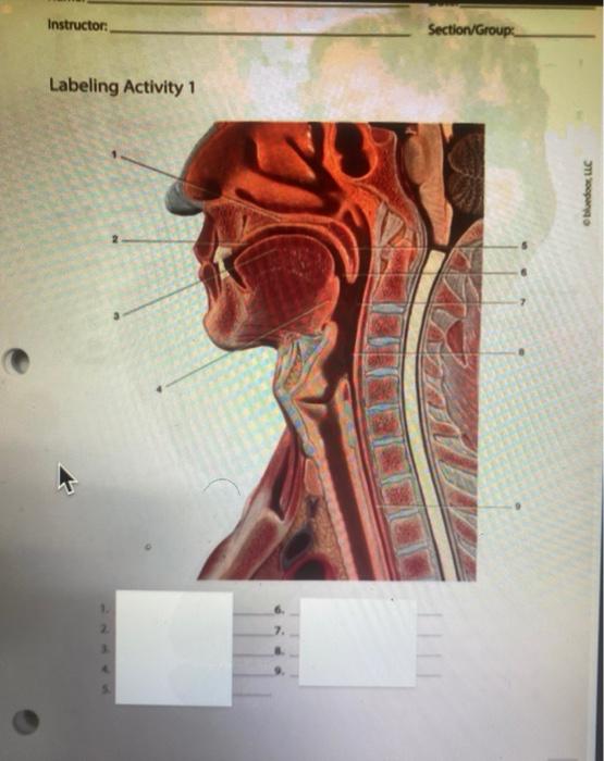 Solved Instructor Section Group Labeling Activity 1 bloot LC | Chegg.com