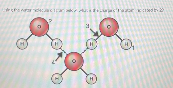 Solved Using the water molecule diagram below, what is the | Chegg.com