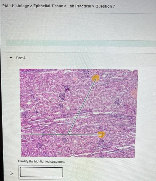 Solved PAL: Histology > Epithelial Tissue > Lab Practical > | Chegg.com