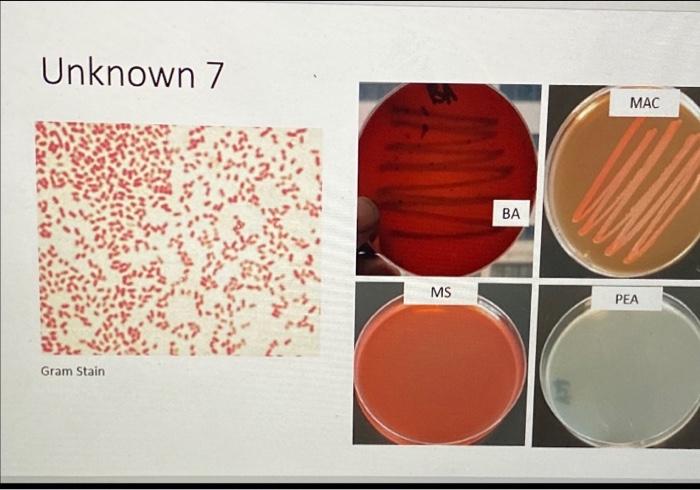Solved describe the growth on BA and MAC agar. is the MAC | Chegg.com