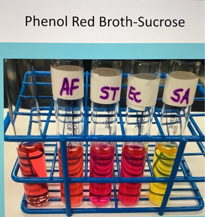 Solved Phenol Red Broth-Sucrose AF STEC | SA 87 EXP 1891 116 | Chegg.com