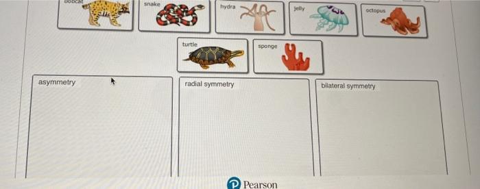 Solved snake asymmetry radial symmetry bilateral symmetry | Chegg.com