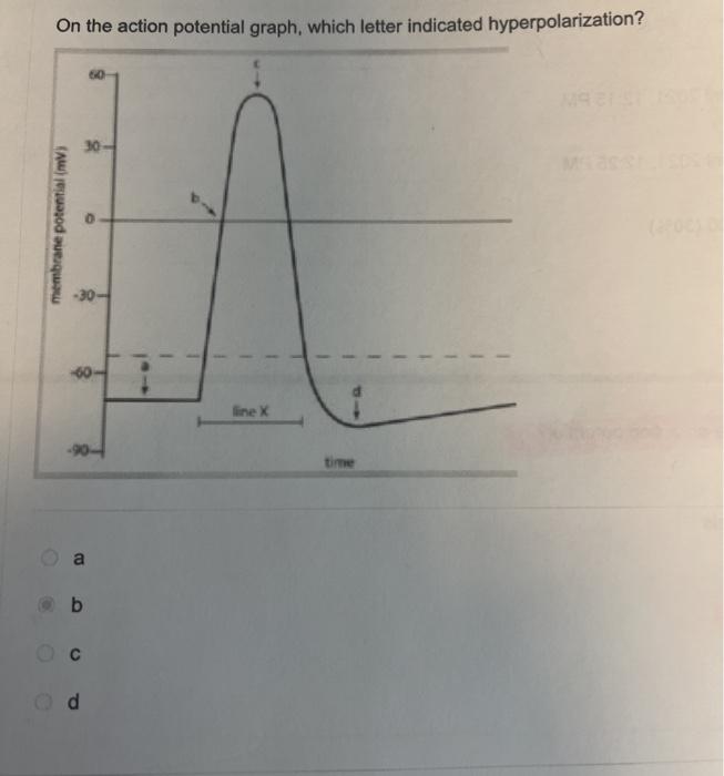 Solved On the action potential graph, which letter indicated | Chegg.com