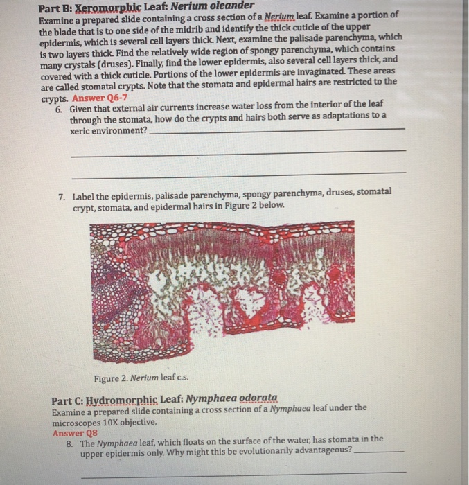 Solved Exercise II: Internal Anatomy of Leaves Part A: | Chegg.com