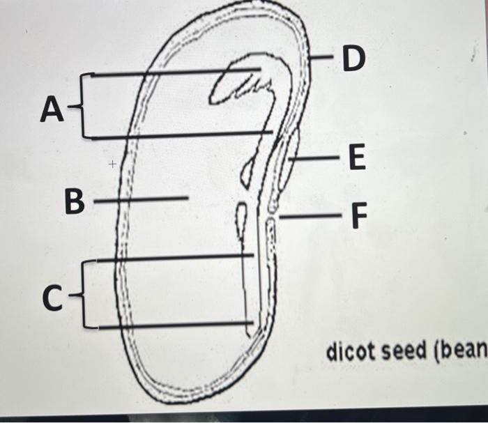 Solved Match the part of the seed to its function. Hilum | Chegg.com
