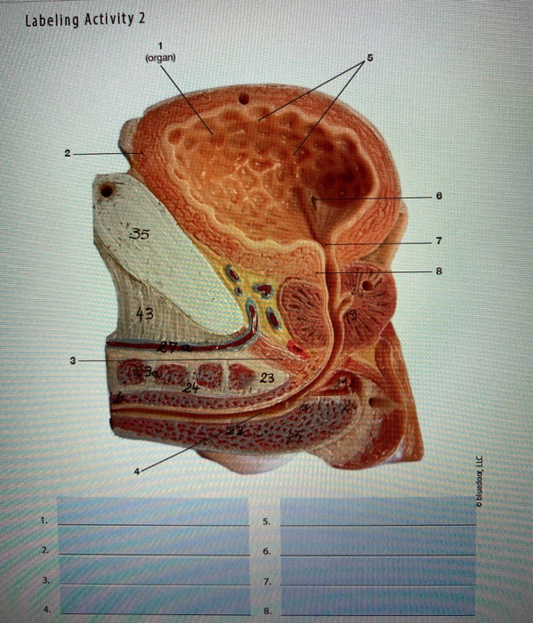 Solved Labeling Activity 2 (organ) 317 opang O | Chegg.com
