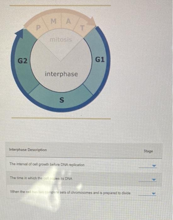 Solved Interphase Desoription Stage The interval of cell | Chegg.com