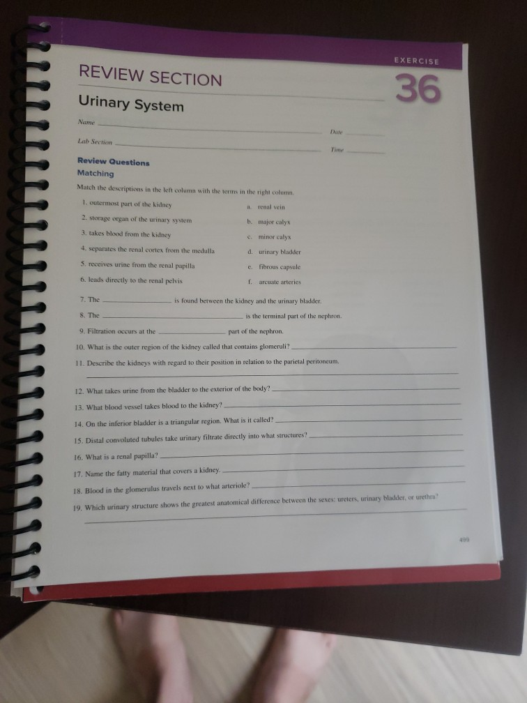 Solved EXERCISE REVIEW SECTION 36 Urinary System Name Lab | Chegg.com