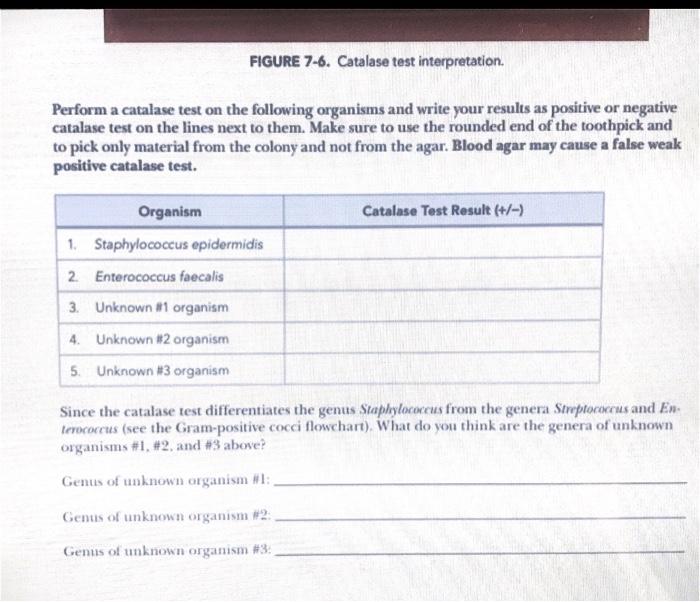 Solved The PYR (Pyrolidonyl Arylamidase) Test The PYR test | Chegg.com
